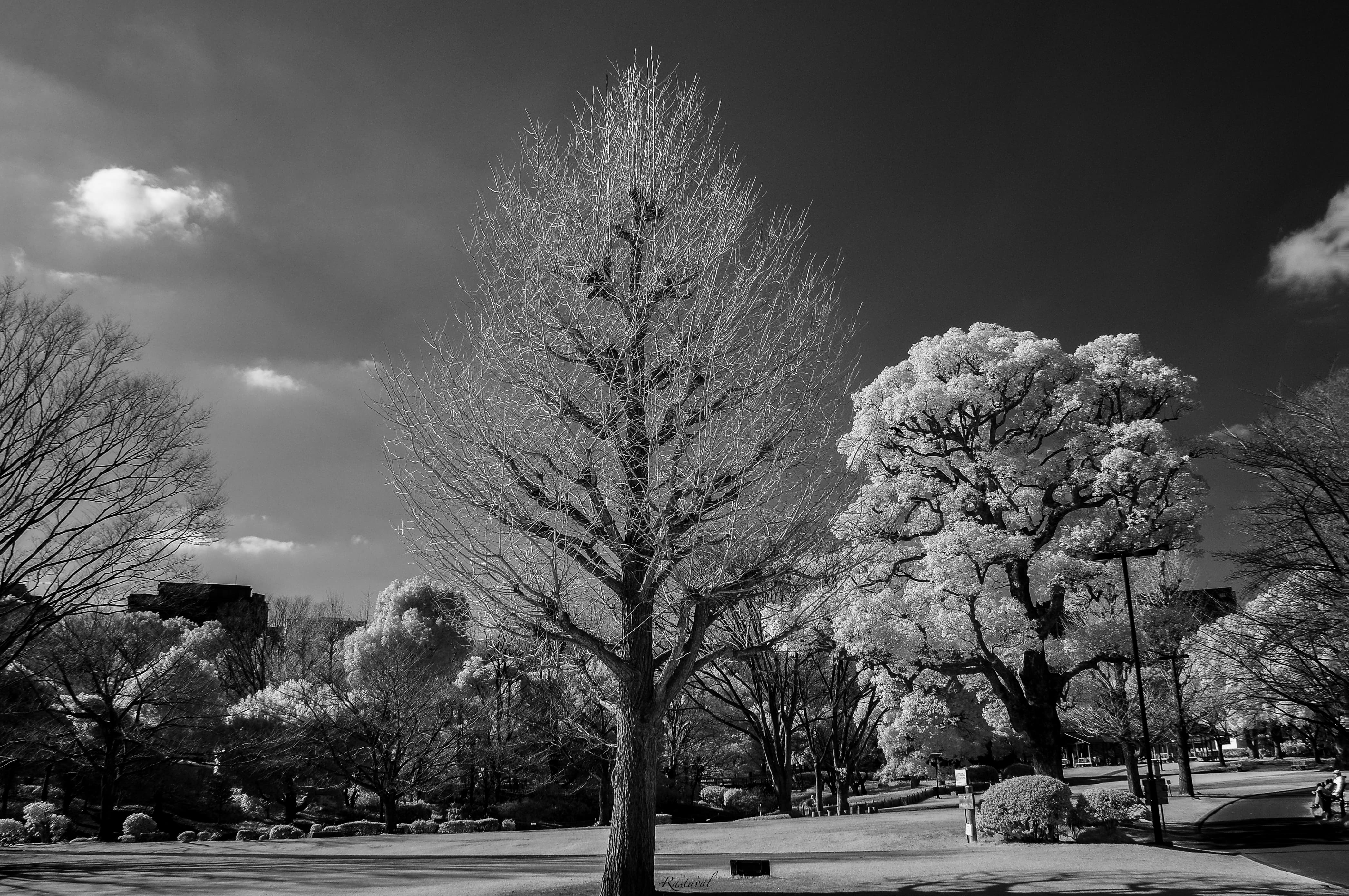 Infrared Photography